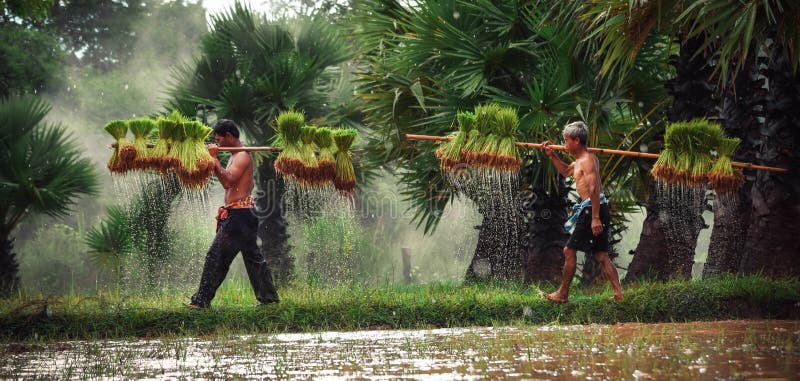 Man farmer Agriculture stock image. Image of rice, poverty - 77144811