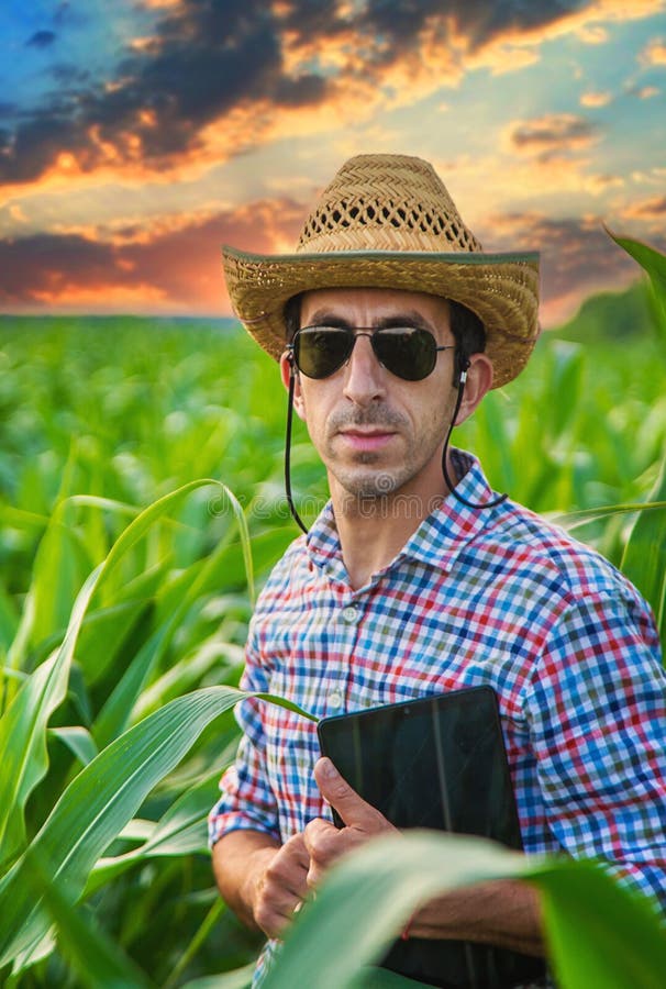 Man Farmer Checks Corn Field. Selective Focus Stock Image - Image of ...