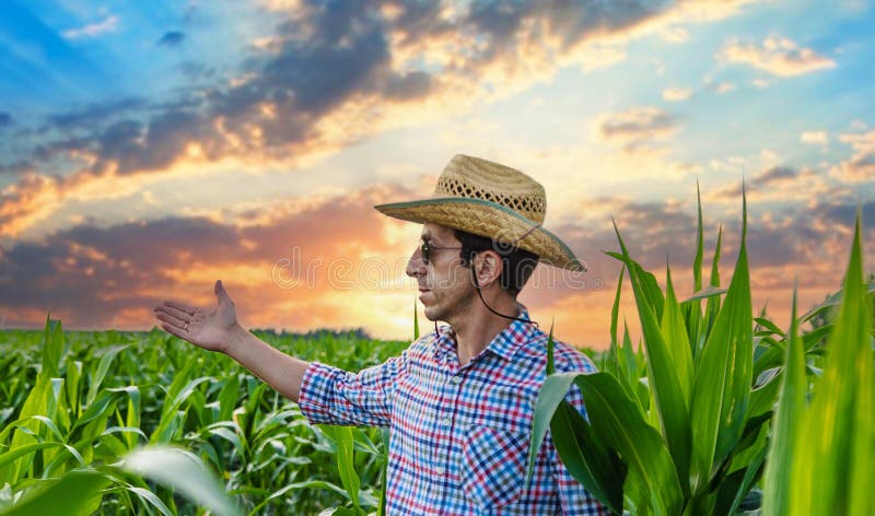 Man Farmer Checks Corn Field. Selective Focus Stock Photo - Image of ...