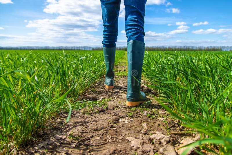 A Man Farmer Checks How Wheat Grows in the Field. Selective Focus Stock ...