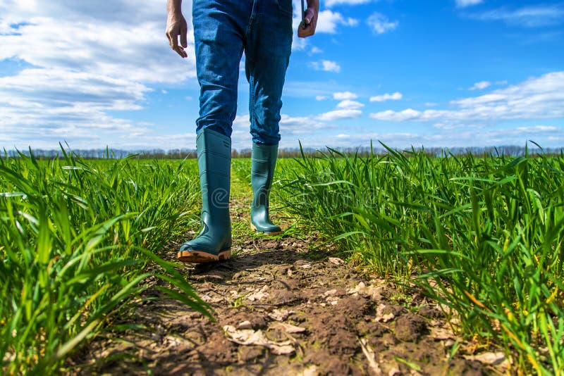 A Man Farmer Checks How Wheat Grows in the Field. Selective Focus Stock ...