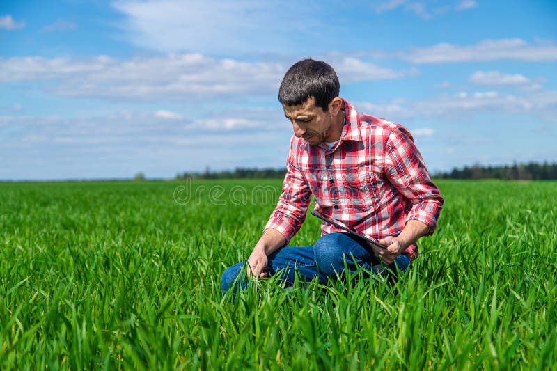 A Man Farmer Checks How Wheat Grows in the Field. Selective Focus Stock ...