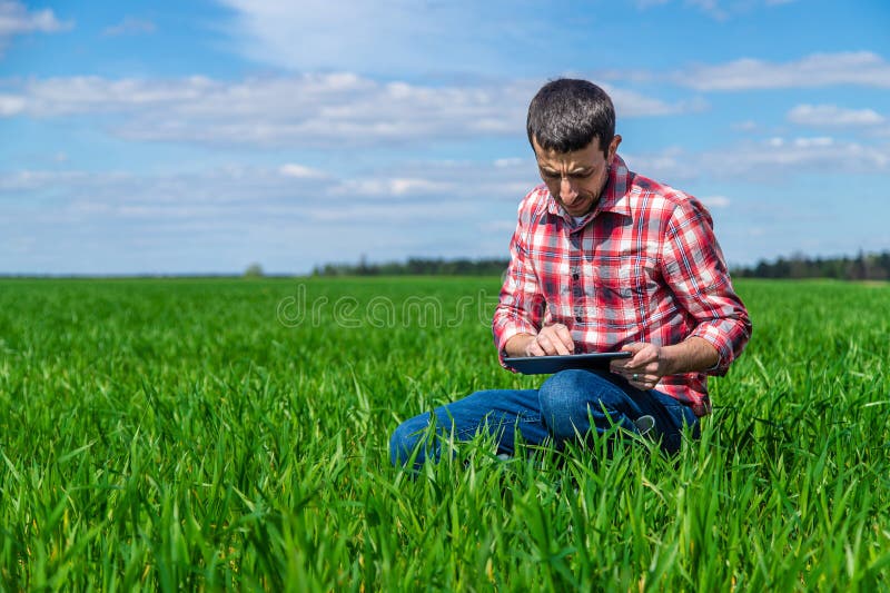 A Man Farmer Checks How Wheat Grows in the Field. Selective Focus Stock ...