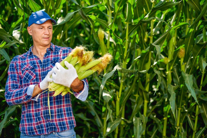 Farmer s crop stock photo. Image of green, farm, healthy - 8695940