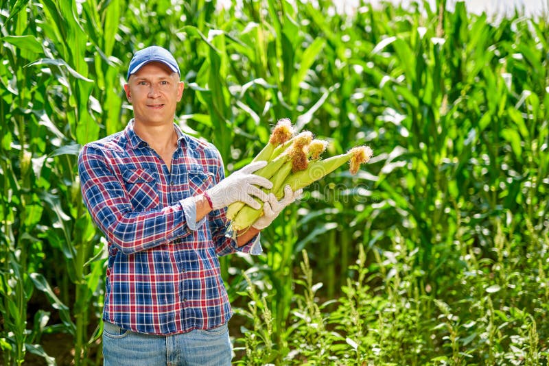 Farmer s crop stock image. Image of crop, field, leaves - 5537235