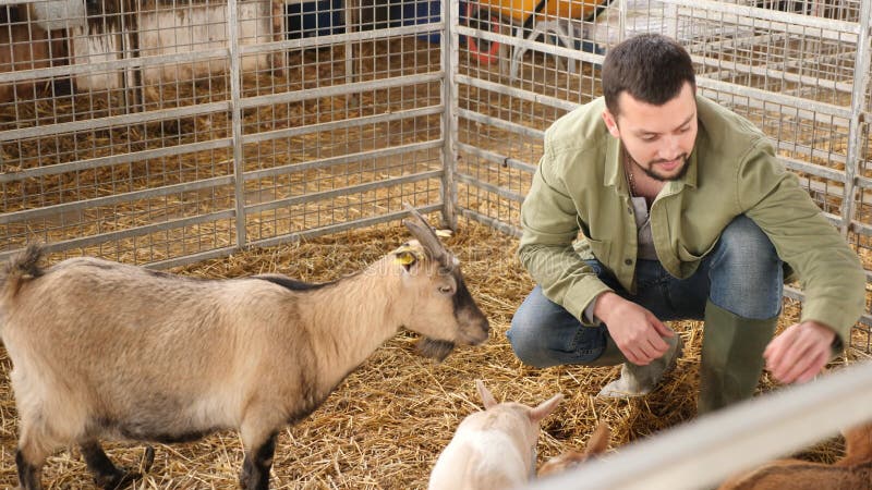 Farmer Feeding Goats and Goatlings in Barn Stock Footage - Video of ...
