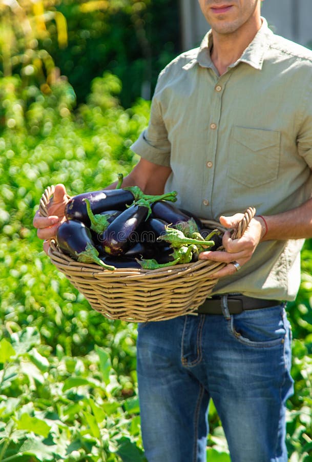 A Man Farmer Checks How Wheat Grows in the Field. Selective Focus Stock ...