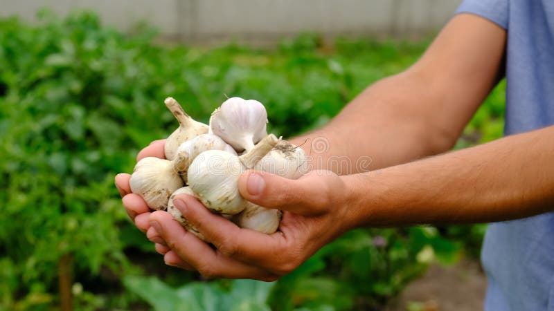A Man Farmer Harvests Garlic in His Garden. Selective Focus Stock Video ...