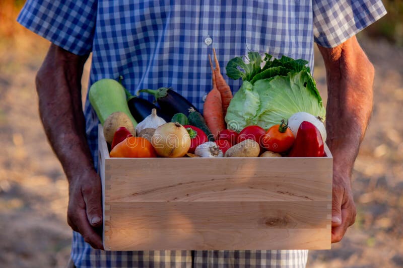 Man Farmer Holding a Wooden Box Full of Fresh Vegetables Stock Image ...