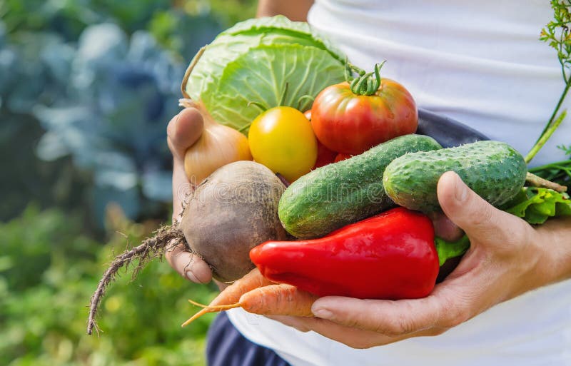 Man Farmer with Homemade Vegetables in His Hands. Selective Focus Stock ...