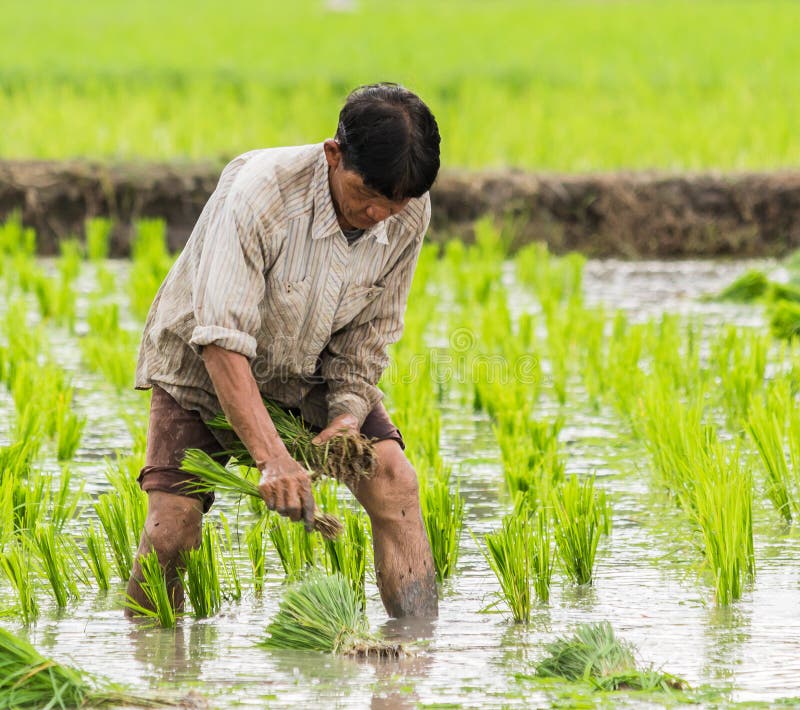 Man farmer editorial image. Image of field, country, farming - 48897660