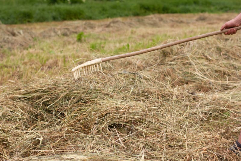 Man Farmer Turns the Hay with a Hay Fork Stock Image - Image of farmer ...