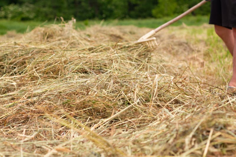 Man Farmer Turns the Hay with a Hay Fork Stock Photo - Image of summer ...