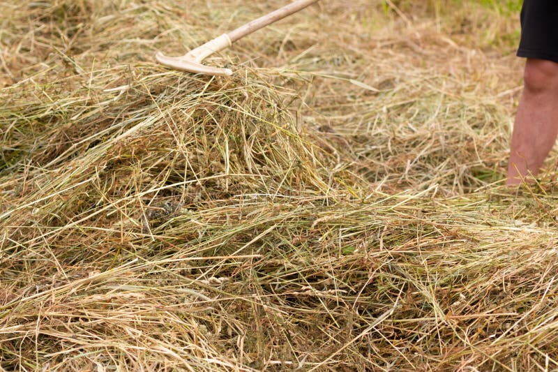Man Farmer Turns the Hay with a Hay Fork Stock Image - Image of rural ...