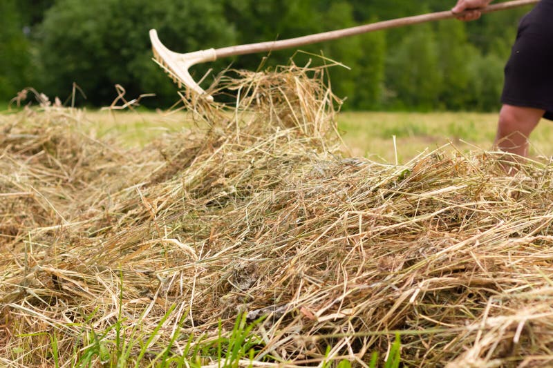 Man Farmer Turns the Hay with a Hay Fork Stock Image - Image of barn ...