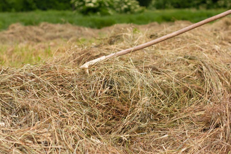 Man Farmer Turns the Hay with a Hay Fork Stock Photo - Image of cutting ...