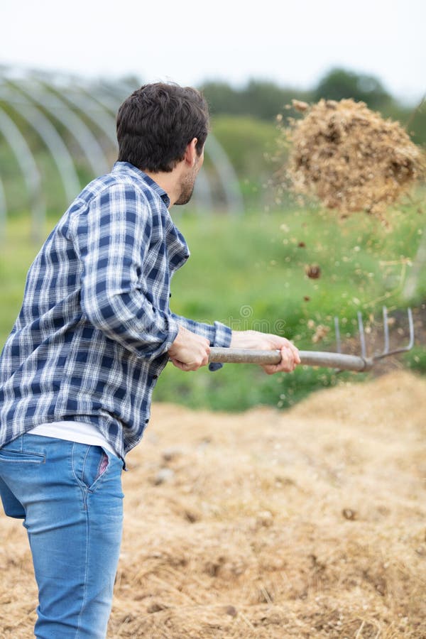 Man Farmer Turns Hay with Hay Fork Stock Image - Image of labor ...
