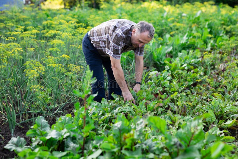 Man Farmer Working in Estate Garden Stock Image - Image of grandfather ...