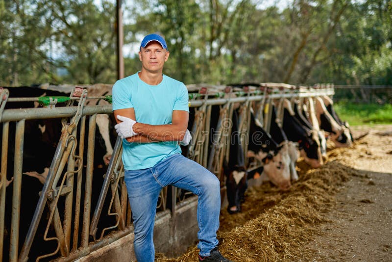 Man Farmer is Working on Farm with Dairy Cows. Stock Photo - Image of ...