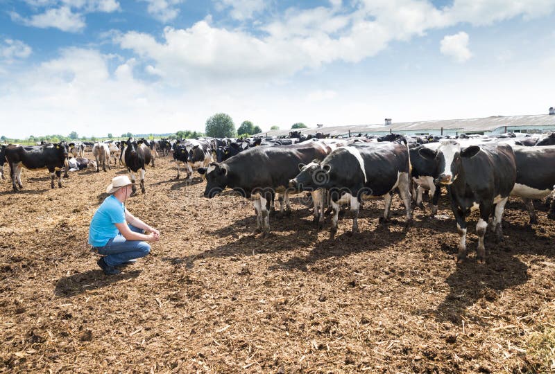 Man Farmer Working on Farm with Dairy Cows Stock Photo - Image of bull ...