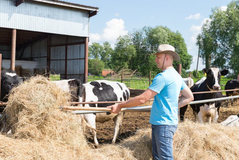 Man Farmer Working on Farm with Dairy Cows Stock Image - Image of food ...