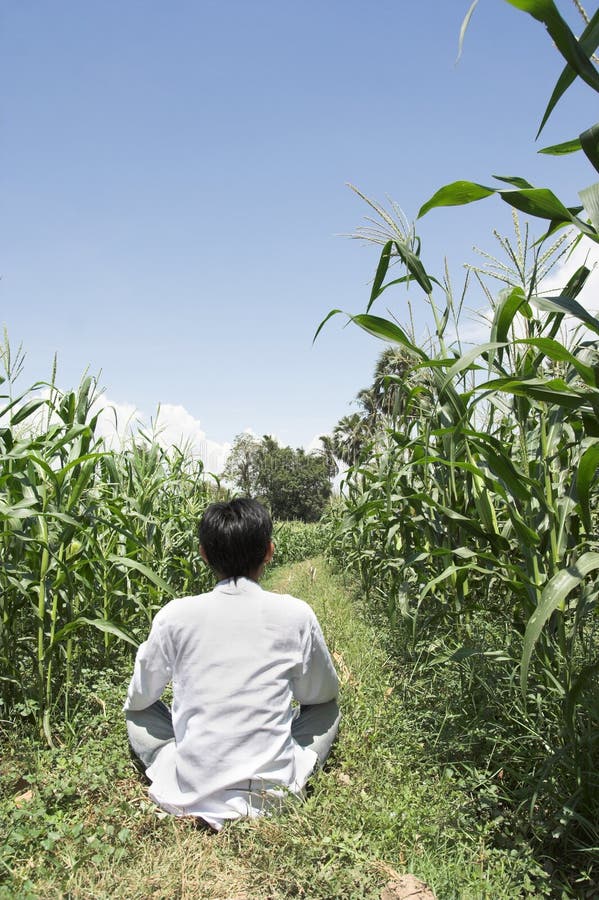 Man in farming stock image. Image of owner, corn, agriculture - 6583853