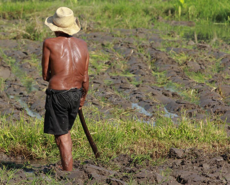 Man Farming editorial stock image. Image of healthy, local - 41191079