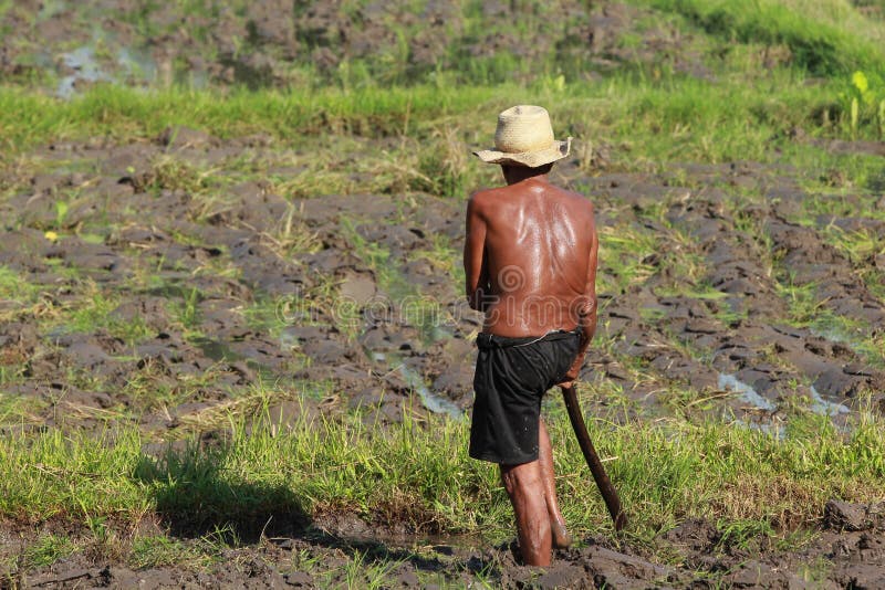 Man Farming editorial photo. Image of farm, food, midday - 41191236