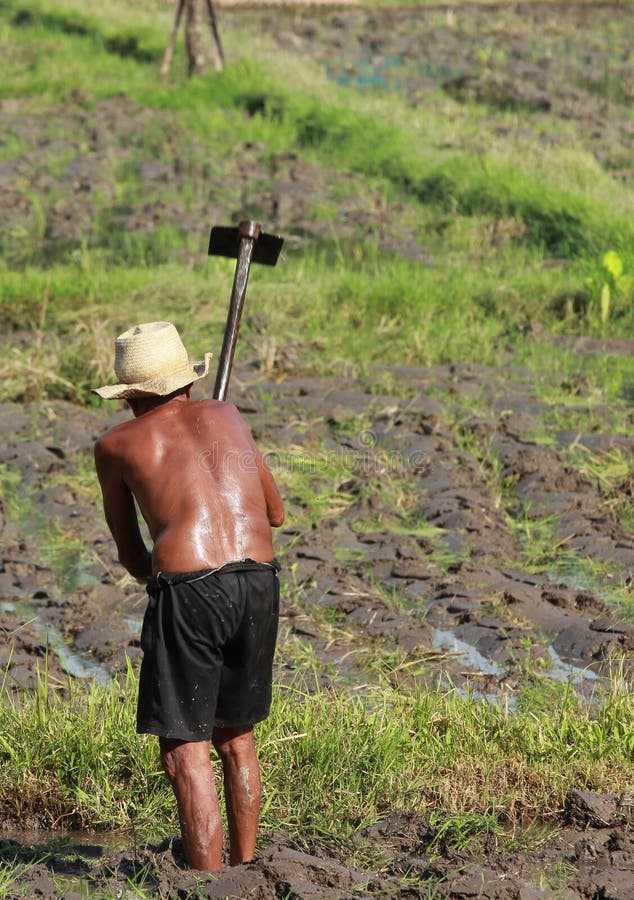 Man Farming editorial stock photo. Image of male, midday - 41191238