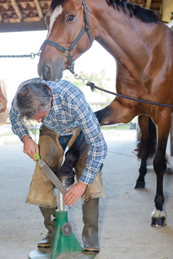Man farrier at work stock image. Image of shoe, work - 173080583