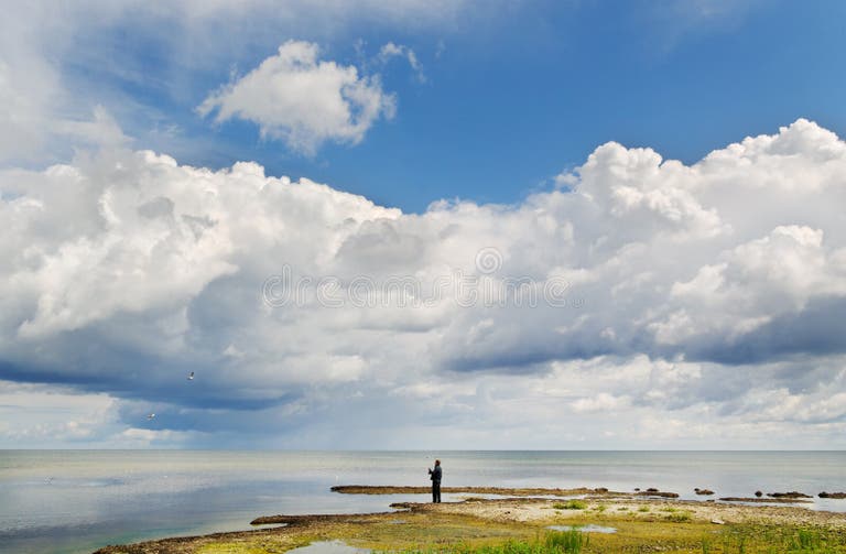 9,899 Sea Birds Feeding O Stock Photos - Free & Royalty-Free Stock ...
