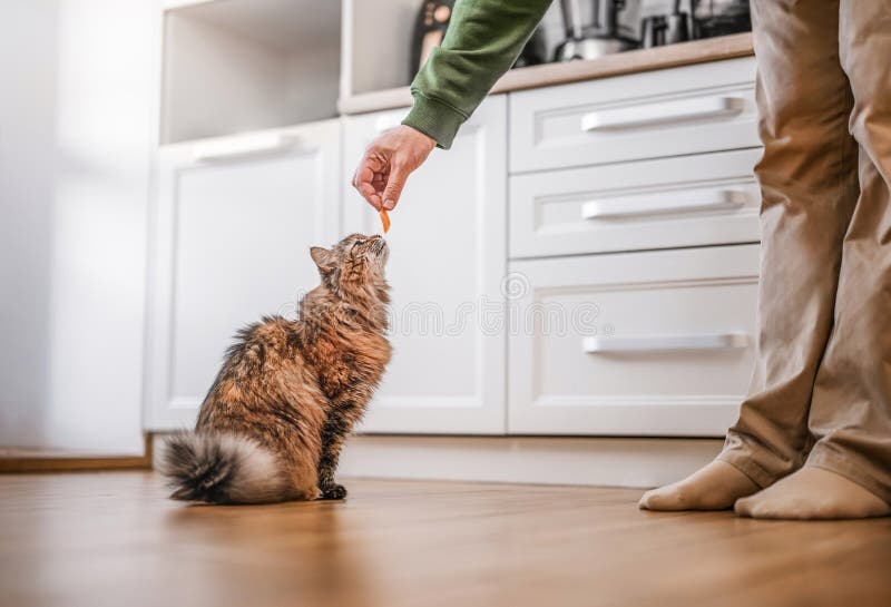 Man is Feeding the Cat in the Kitchen Stock Photo - Image of kitten ...