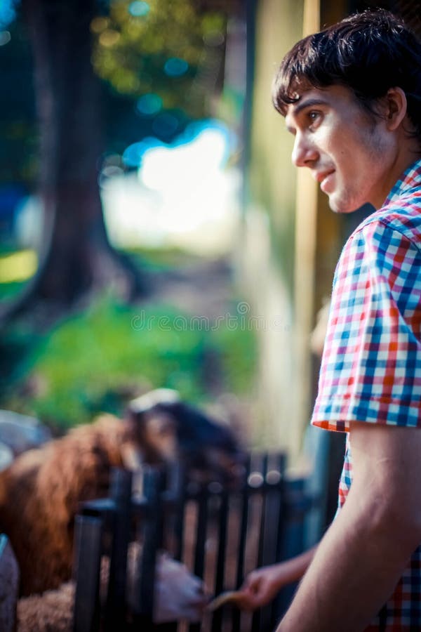 Man Feeding Cute Sheep in the Farm Stock Image - Image of bottle ...