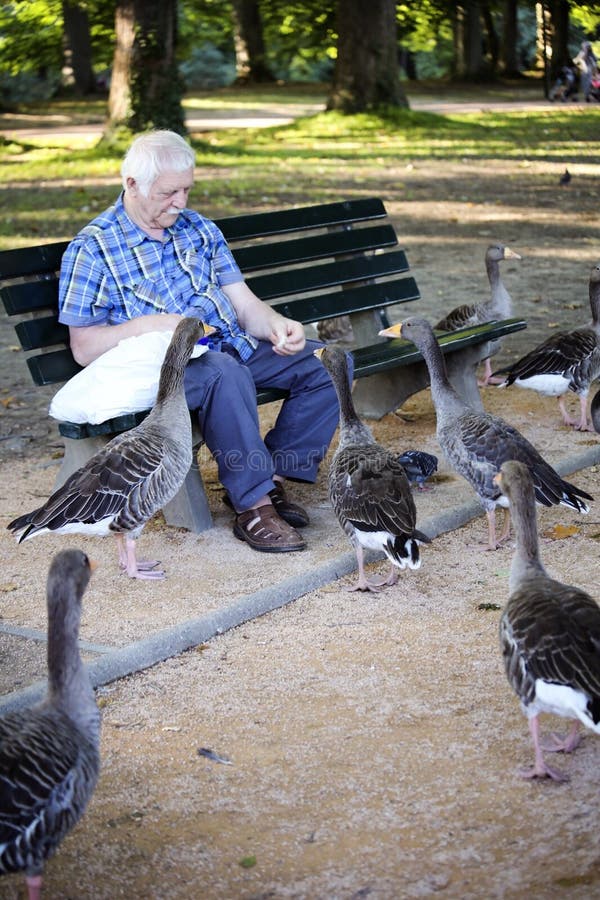 Man feeding geese editorial photography. Image of geese - 108480302