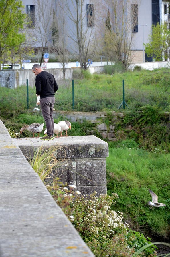 Man feeding the geese editorial stock image. Image of goose - 96894259