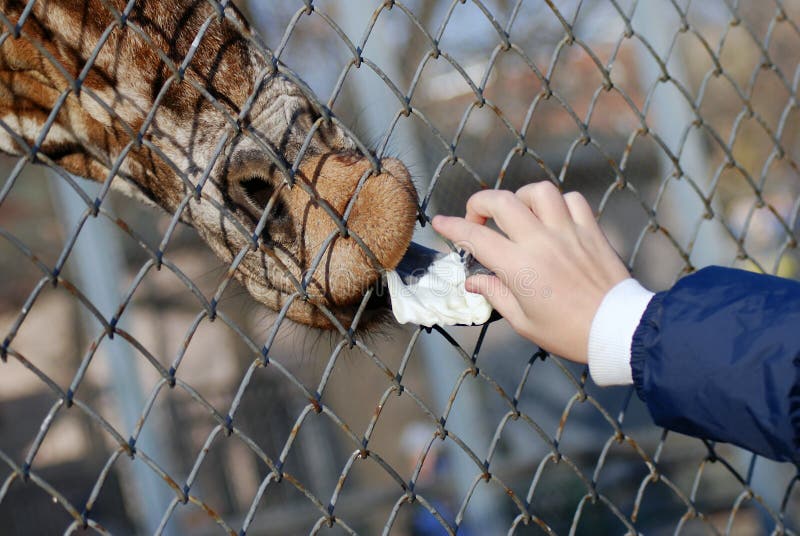 Man Feeding a Giraffe through Fence Stock Photo - Image of fence, snack ...