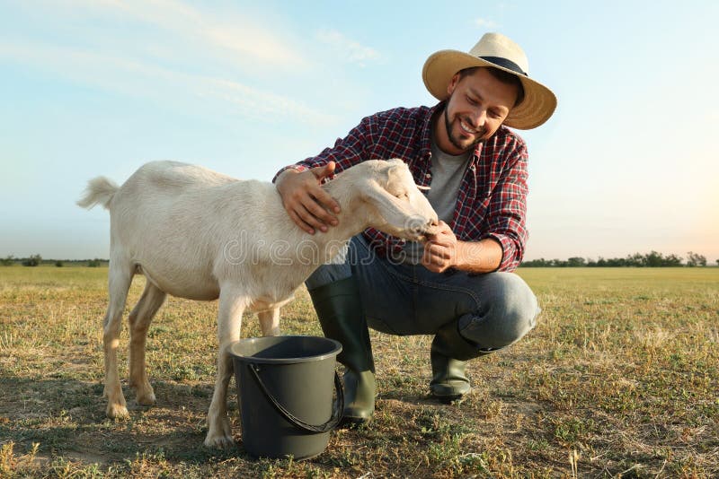 Man Feeding Goat at Farm. Animal Husbandry Stock Photo - Image of ...