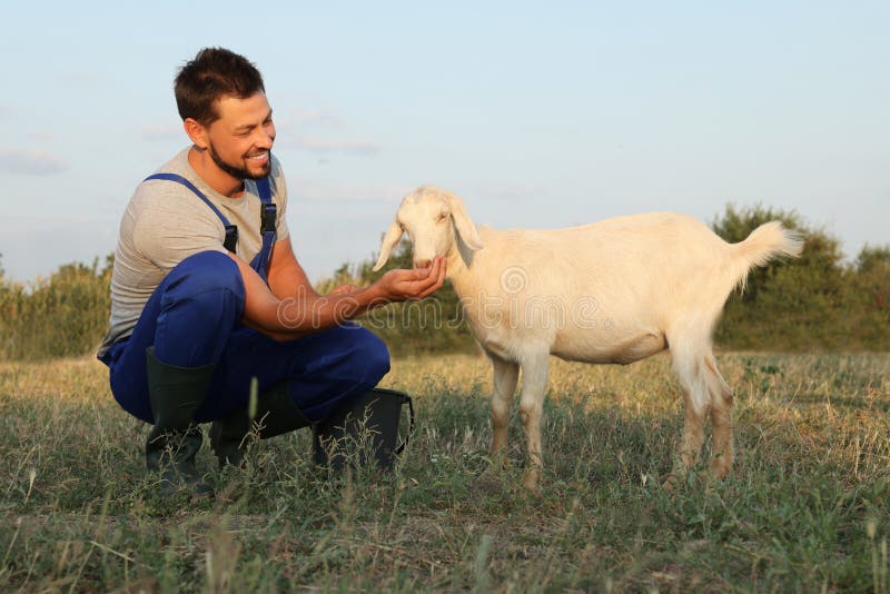 Man Feeding Goat at Farm. Animal Husbandry Stock Image - Image of cute ...