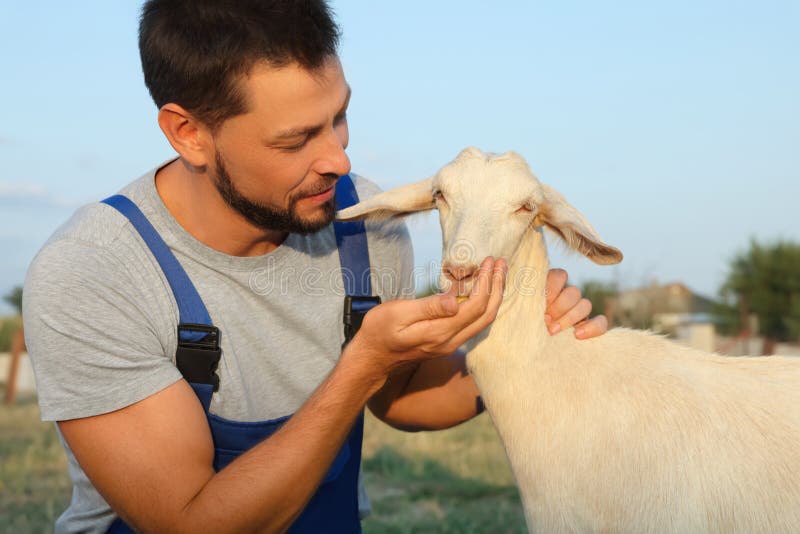 Man Feeding Goat at Farm. Animal Husbandry Stock Photo - Image of cute ...