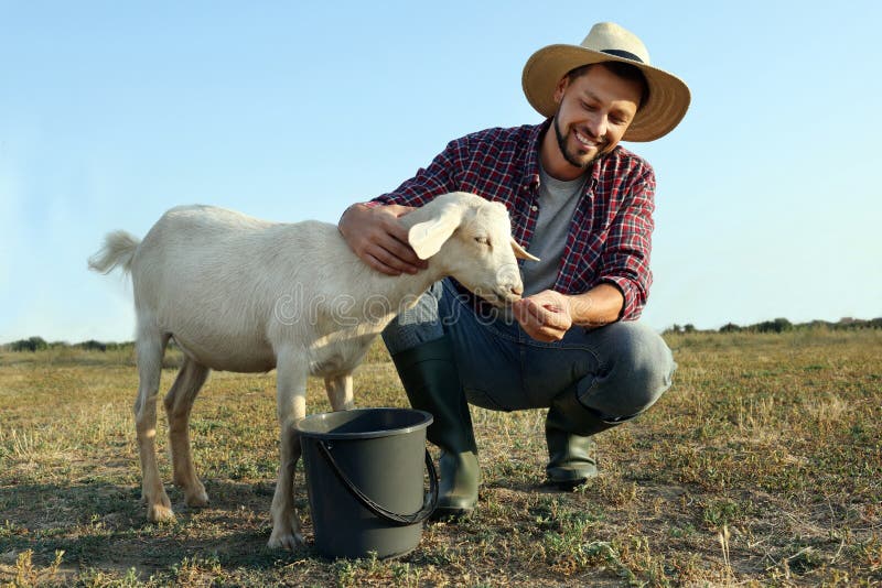 Man Feeding Goat at Farm. Animal Husbandry Stock Image - Image of care ...