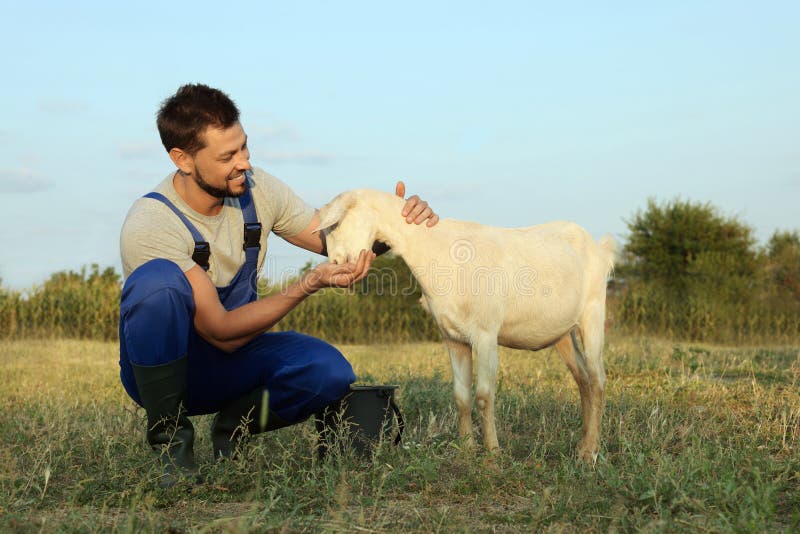 Man Feeding Goat at Farm. Animal Husbandry Stock Image - Image of ...