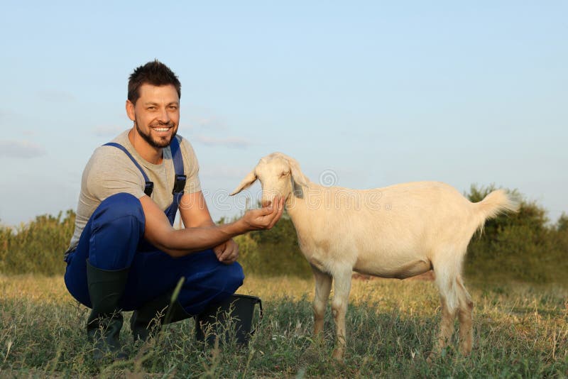 Man Feeding Goat at Farm. Animal Husbandry Stock Photo - Image of grass ...