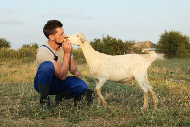 Man Feeding Goat at Farm. Animal Husbandry Stock Image - Image of ...