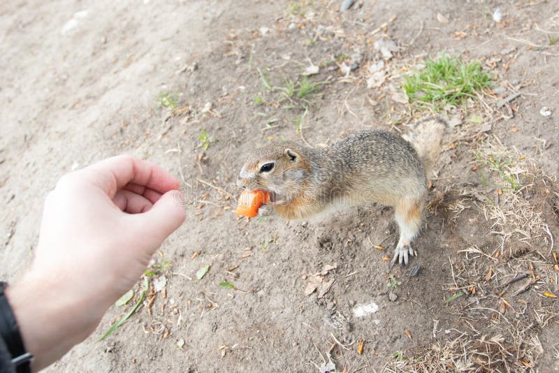 A Man Feeding a Gopher with a Carrot from His Hand Stock Image - Image ...