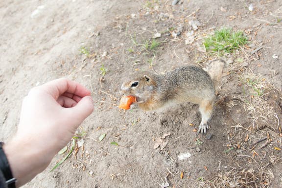 A Man Feeding a Gopher with a Carrot from His Hand Stock Image - Image ...