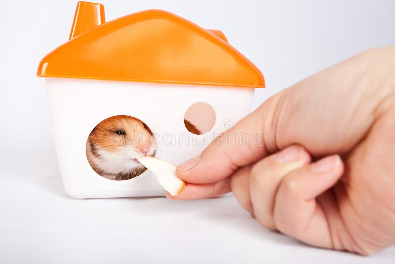 Man Feeding a Hamster in the House Stock Image - Image of animal ...