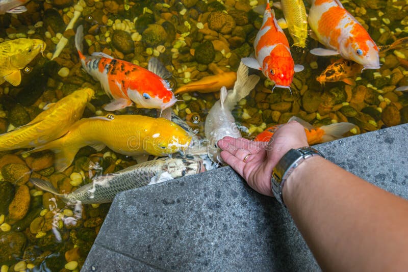 Man Feeding Japanese Koi Fish in the Pond Stock Image - Image of japan ...