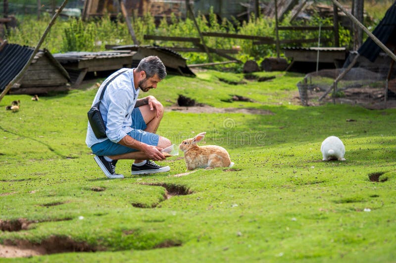 Man Feeding Rabbit with Grain from a Plastic Cup on Farm Stock Photo ...