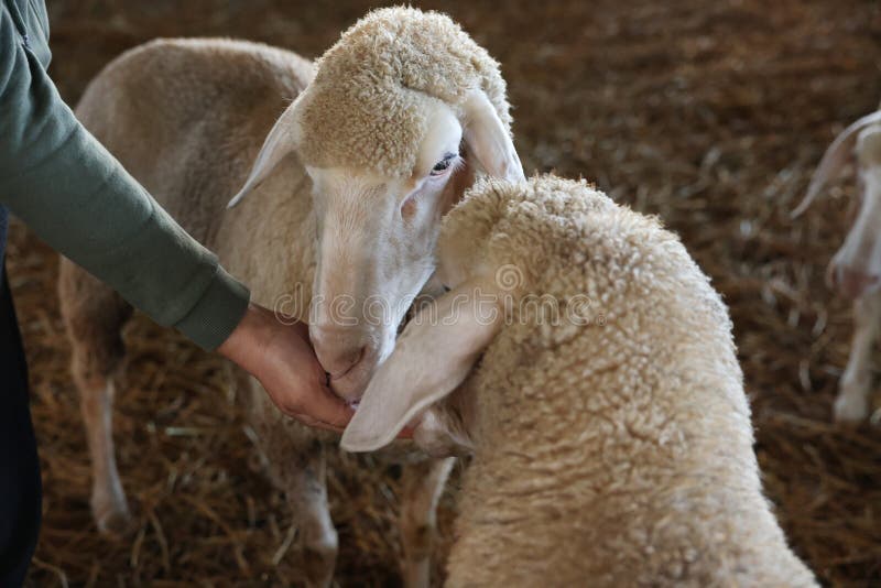 Man Feeding Sheep on Farm, Closeup. Cute Animals Stock Photo - Image of ...