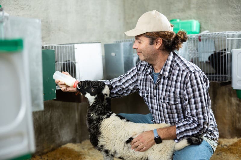 Man Feeding Sheep Milk at Livestock Farm Stock Image - Image of person ...